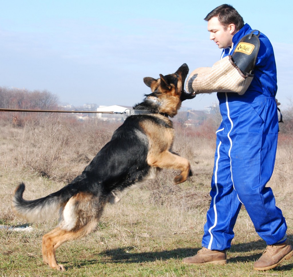 Donauwolf German Shepherd Kennel » Nico Stress – Working German ...