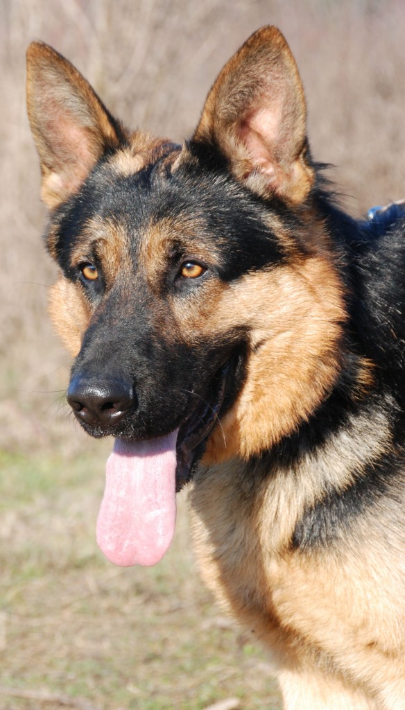 Donauwolf German Shepherd Kennel » Nico Stress – Working German ...