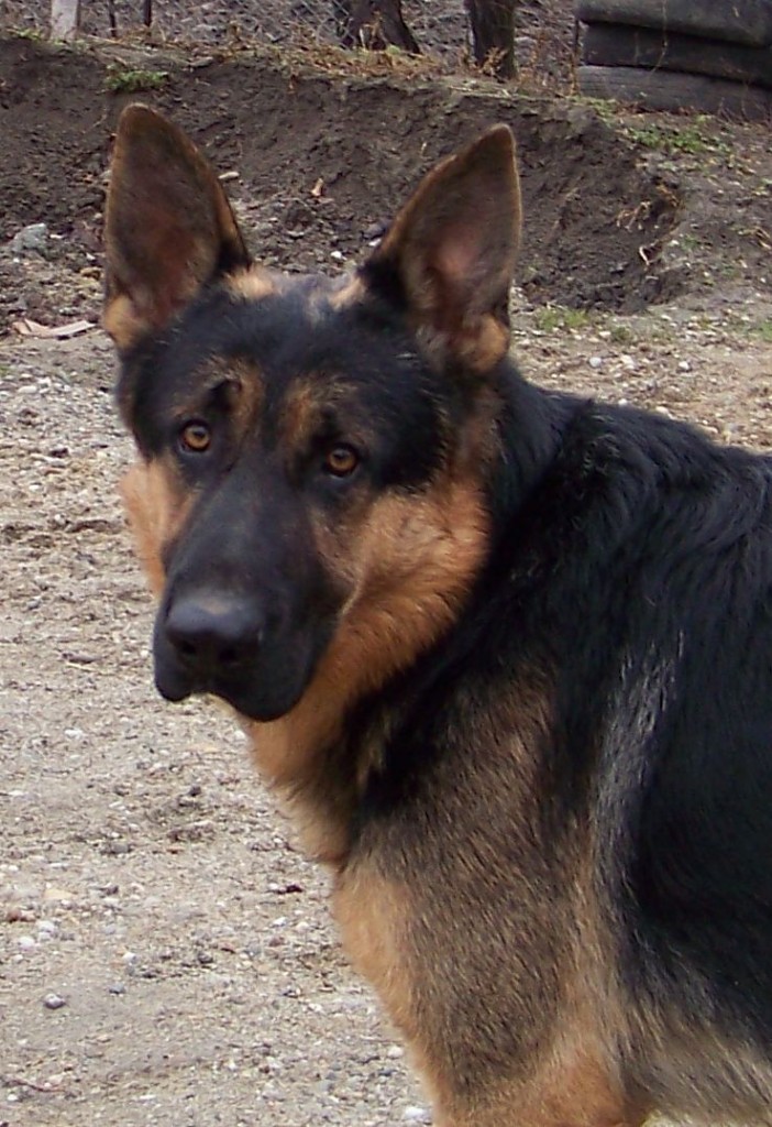 Donauwolf German Shepherd Kennel » Nico Stress – Working German ...