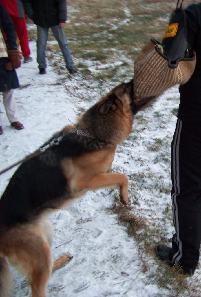 Donauwolf German Shepherd Kennel » Saskia v.d. Bottroper Grenze – Show ...